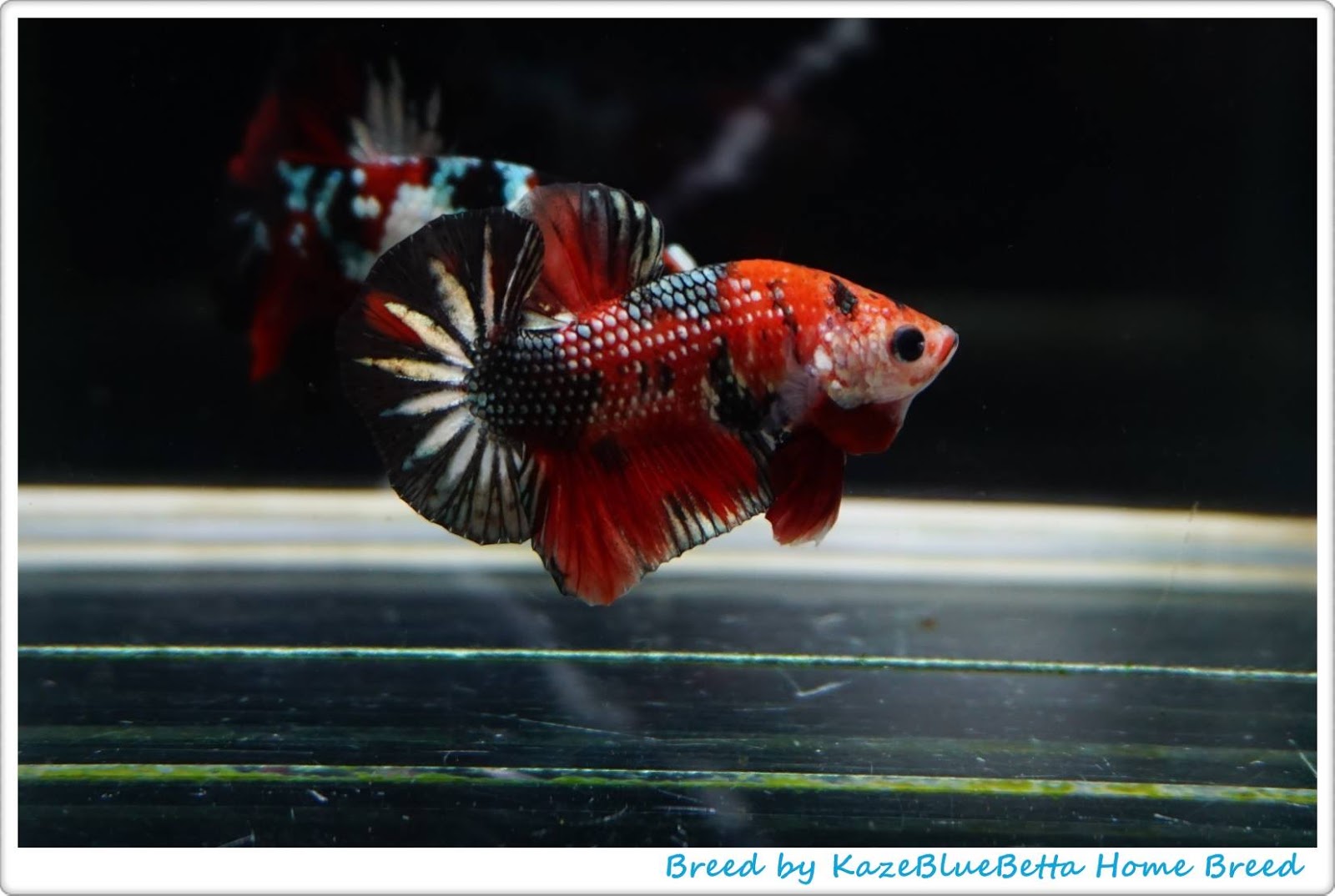 Berita TV Malaysia: Fancy HMPK Red copper Koi