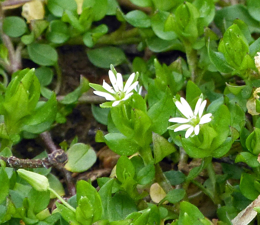 KY Natural Inquirer: Spring Weed Flowers