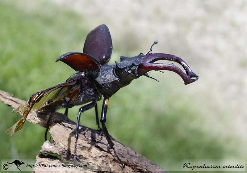 WILDLIFE GATEWAY: Envol d'un lucane