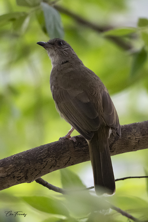 The Chiwit Chronicles: The 5th PPUR International Bird Race Day 1 ...