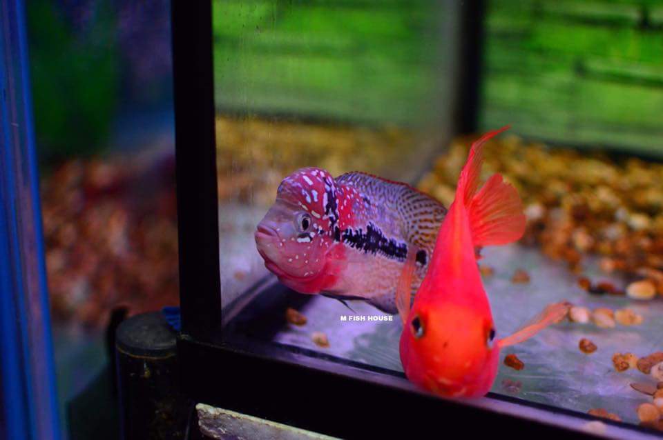 Knowing Difference Between Kamfa And King Kamfa