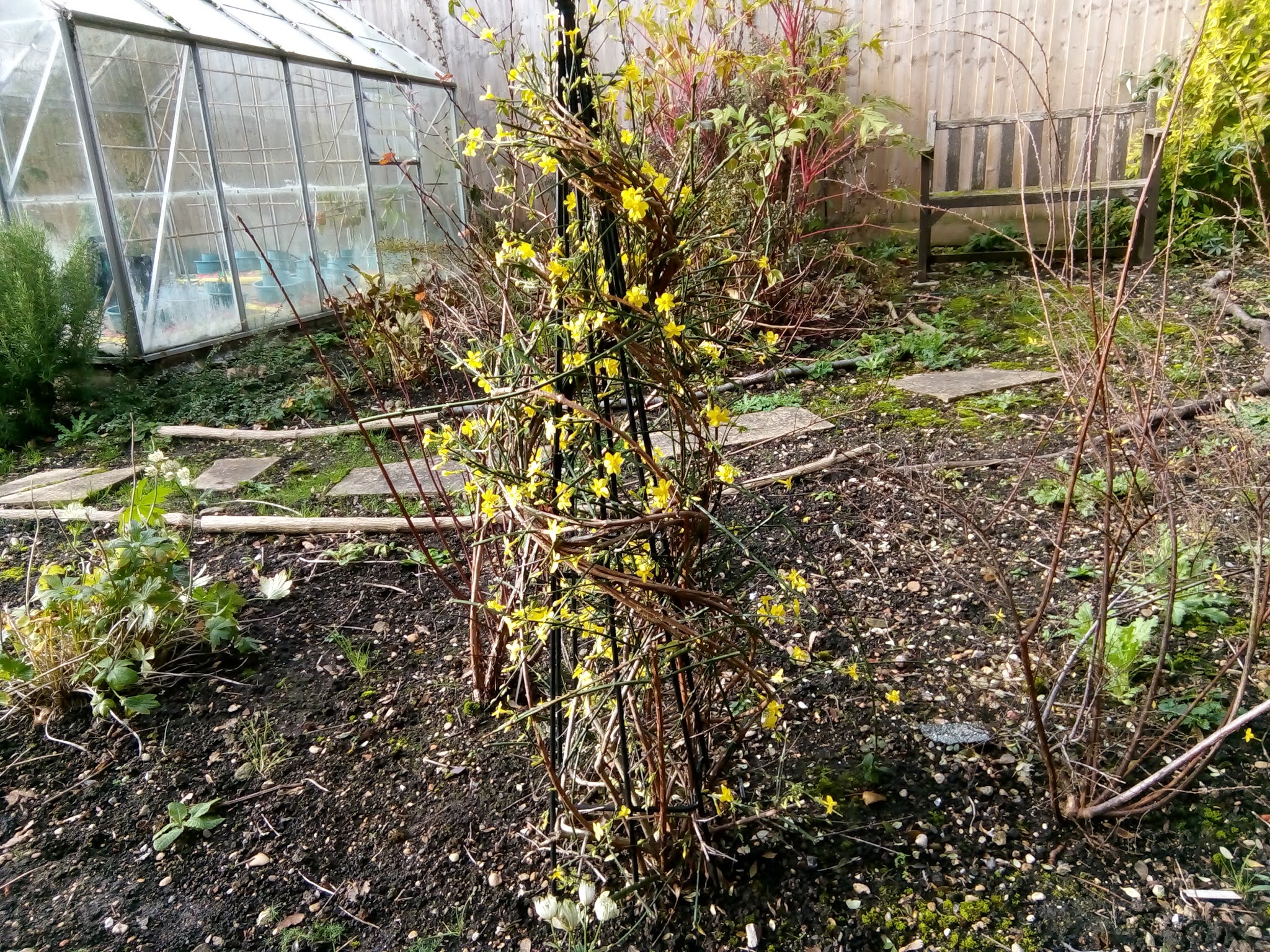 Rachel the Gardener: Winter Jasmine: how to add some style
