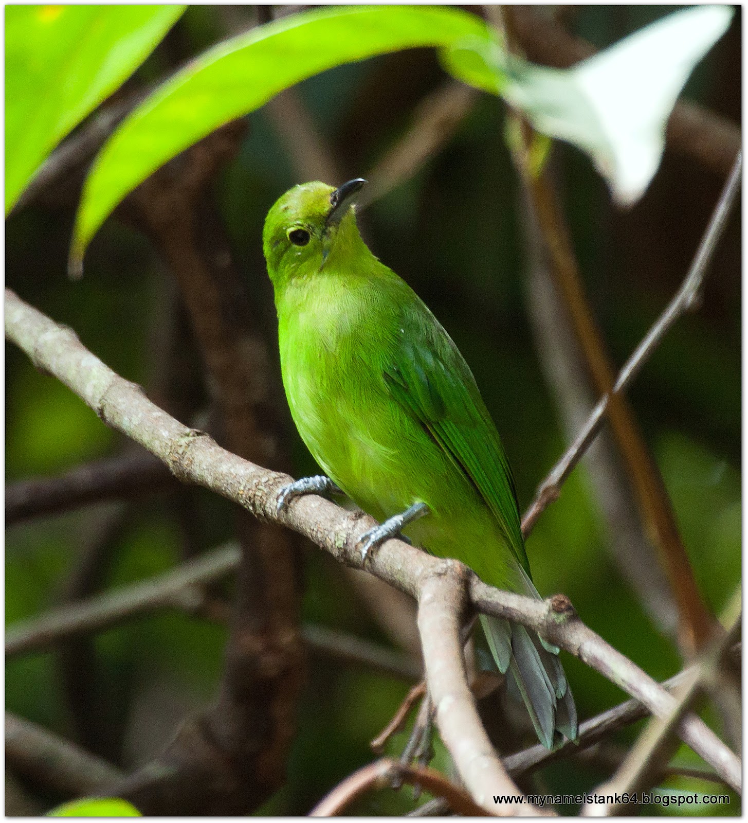 Birds of Malaysia @ mynameistank64: Green Green Green...