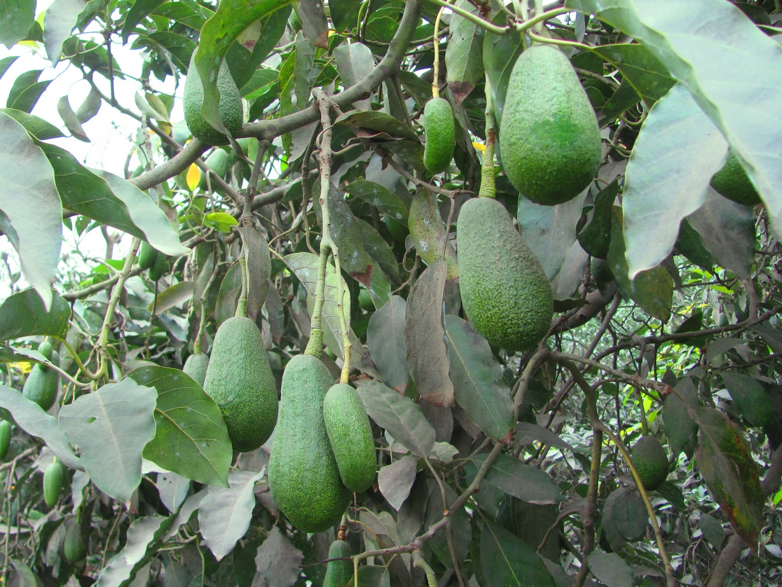 La Hualina: ATENCIÓN PERÚ