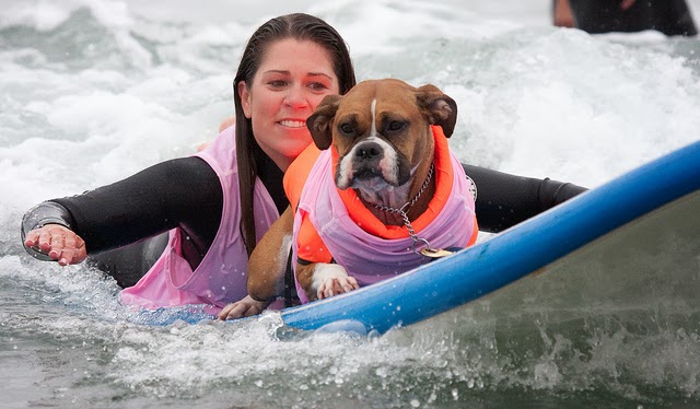 Surf City Surf Dogs Catch the Waves | The Ark In Space