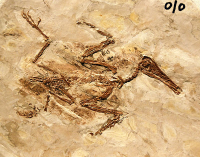 Escenarios prehistóricos: Longipteryx