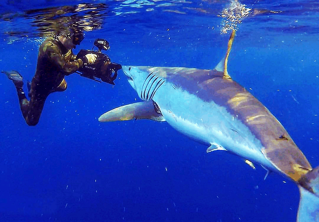 The Best Shark Dive in the World!: Eli - Monster Mako!