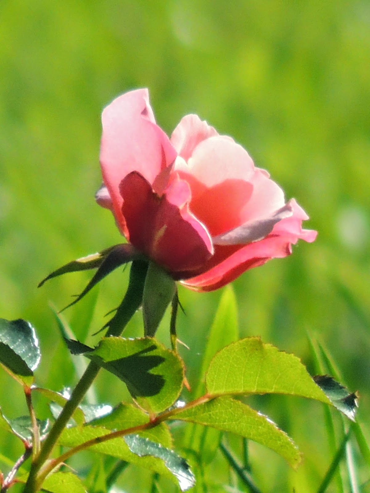 IL ETAIT UN PETIT JARD'AIN ...: TOUT ROSE