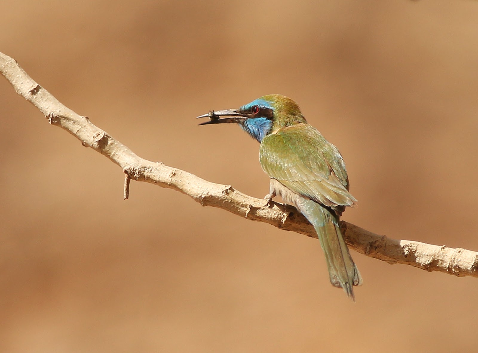 Mark James Pearson: Israel, March '18 - Arabian Green Bee-eaters