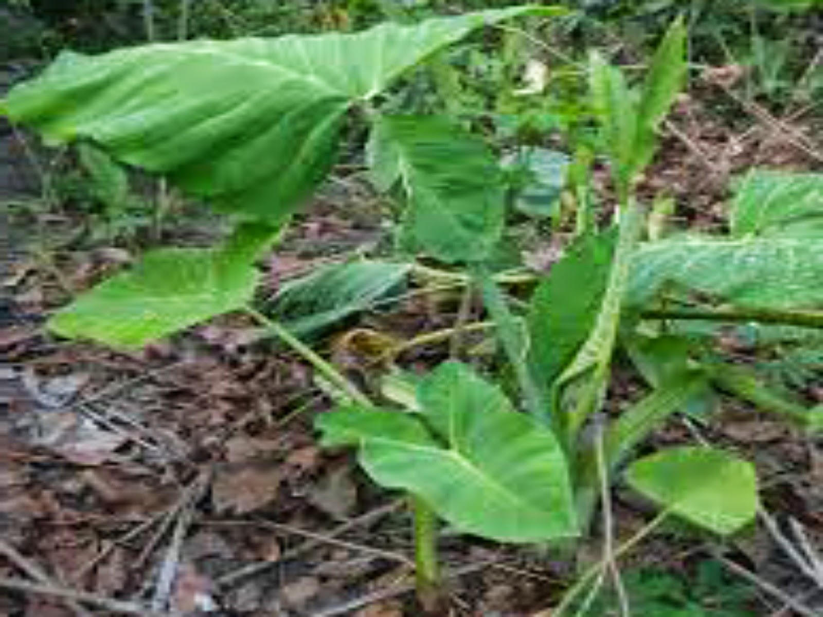 Tepus Somorejo: Budidaya Kimpul / Enthik