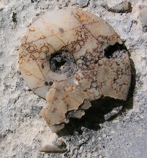 Ammonoidea: Silica Replacement