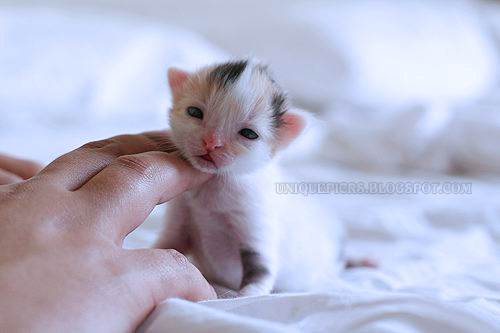 UniQuE PicTuRezzz...: A very cutest , little, small, baby, kitten