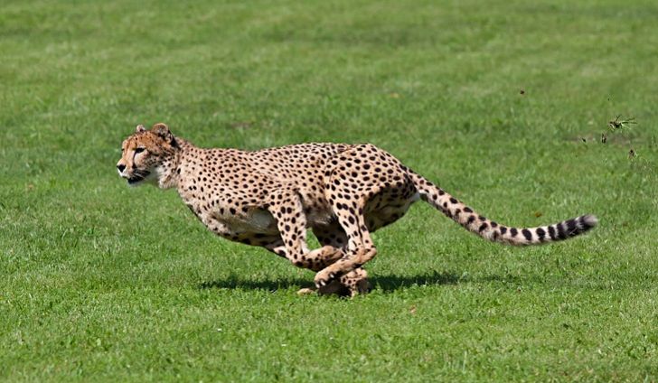 Top 10 Fastest Mammals In The World - FOW 24 NEWS