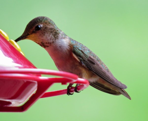 Study: Female Calliope Hummingbird in Umpqua – Matt Hunter
