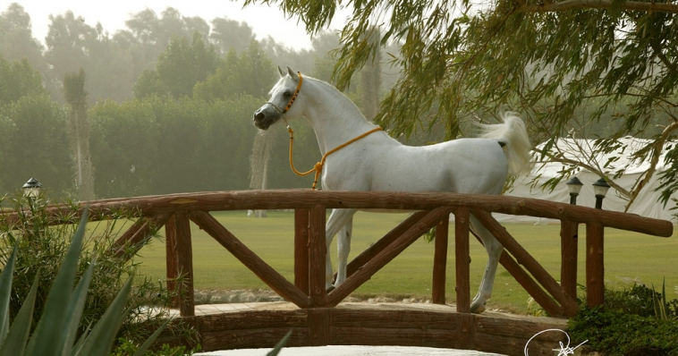 Life in Kuwait Blog: Ajmal Arabian Stud Farm Visit- AWARE Center