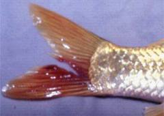 FISH ILLNESS- Fin Rot | African Cichlids Fish