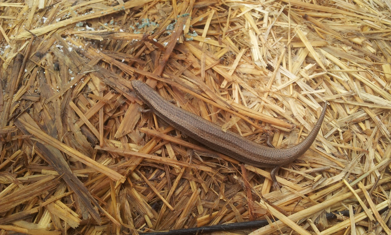 Natura Xilocae: LA VIDA EN UNA FAJINA DE ALPACAS... DE BAÑÓN (TERUEL)