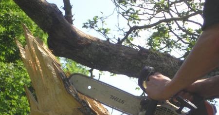 The Wandering Arborist: Conservation Arboriculture: It's About to get Weird