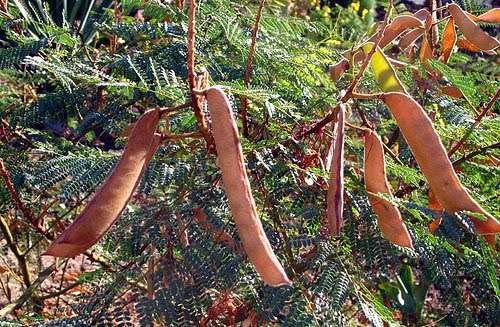 Caesalpinia gilliesii, Barba de chivo : El Mundo y sus Plantas