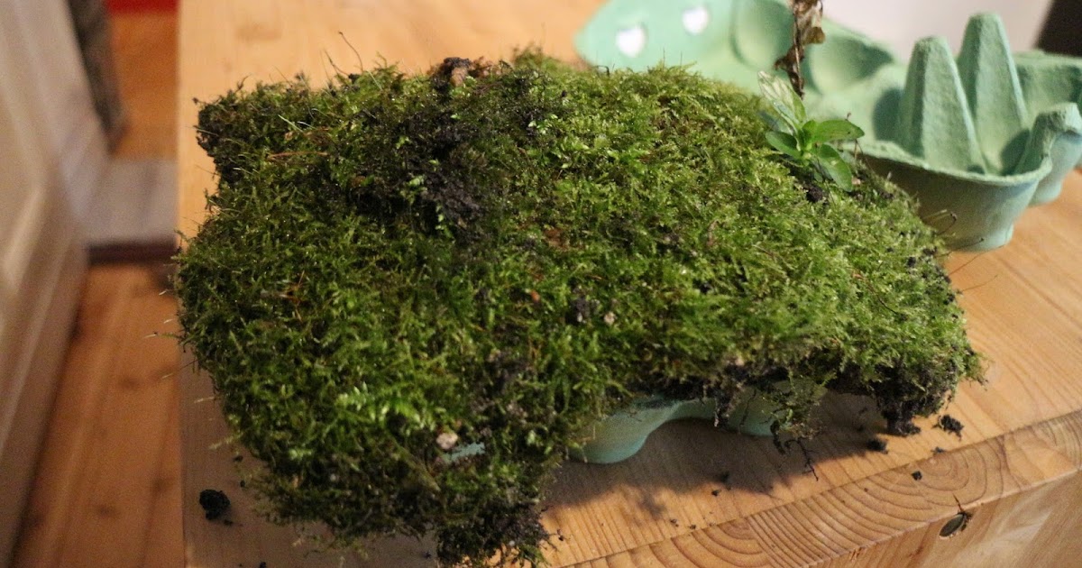 Moss box