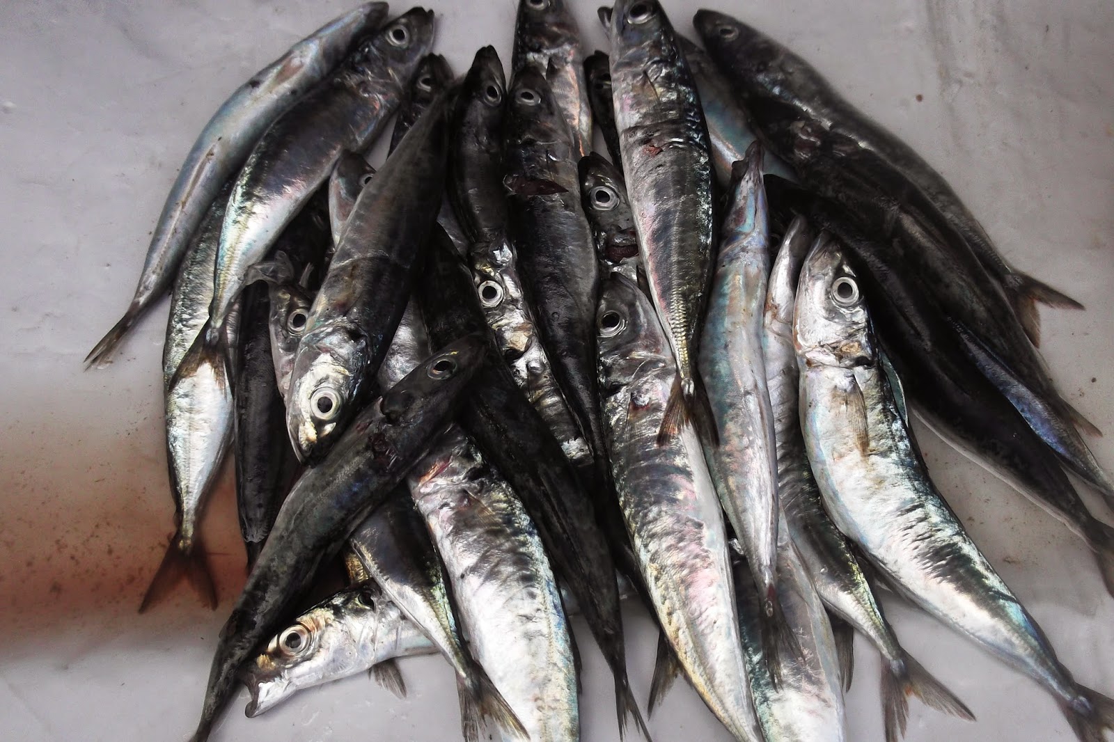 NEGOMBO SEAFOODS: MORALLA