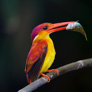 Burung Cantik: Burung Udang Api.