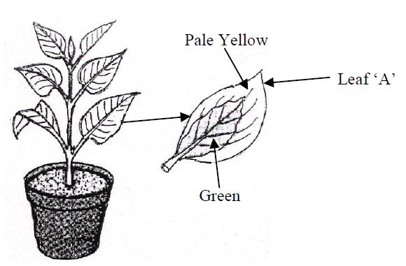 Tour To Biology: ICSE 2018: A potted plant with variegated leaves was ...