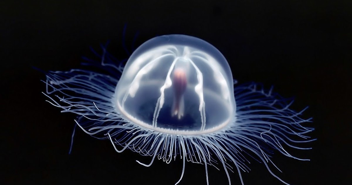 Turritopsis Dohrnii, Ubur - Ubur Yang Abadi