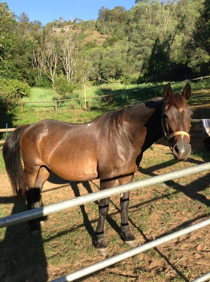 Save a Horse Australia Horse Rescue and Sanctuary