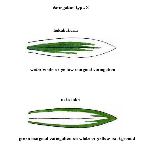 Neofinetia falcata - The absolute magic - Comprehensive guide and knowledge