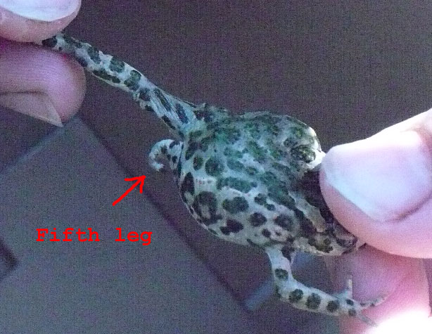 Five-legged frog