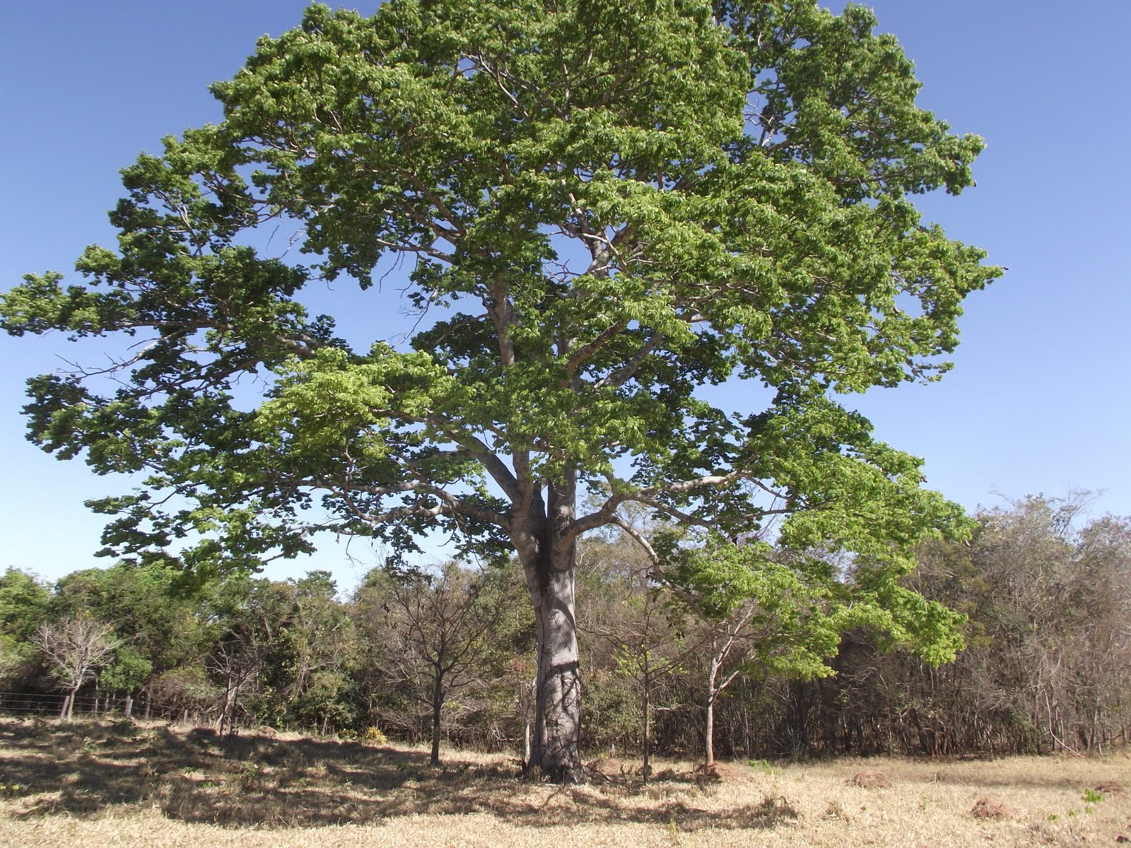 Arvores Cerrado Goiano: Jatoba