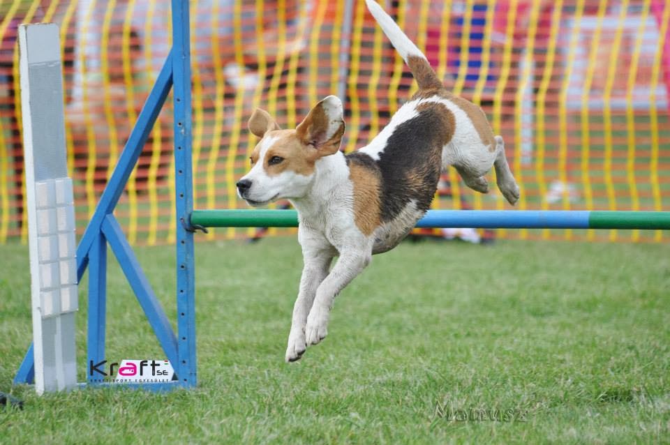 My beagles' agility life