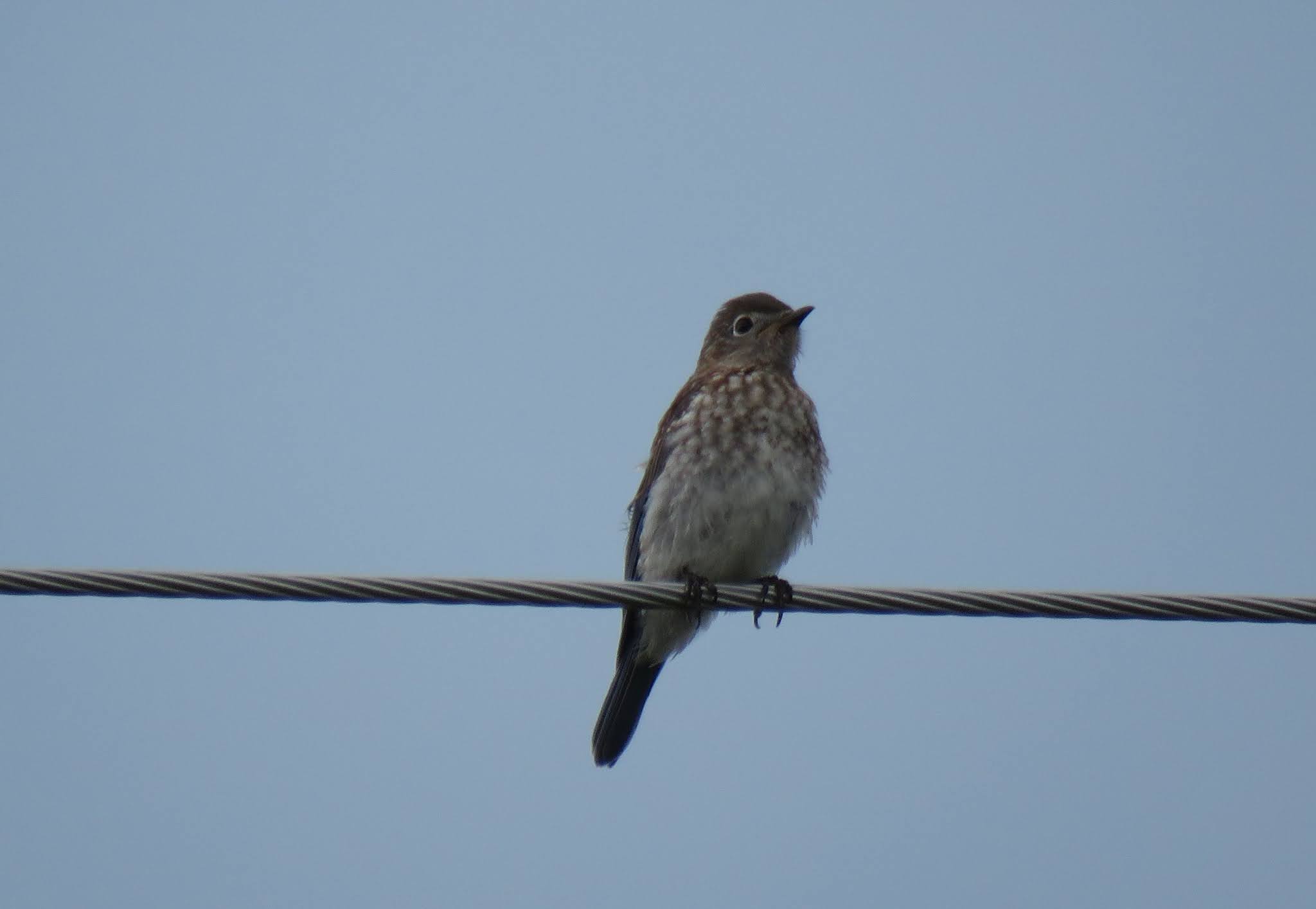 Pioneers Park Bluebirds: 10 birds fledged since last time