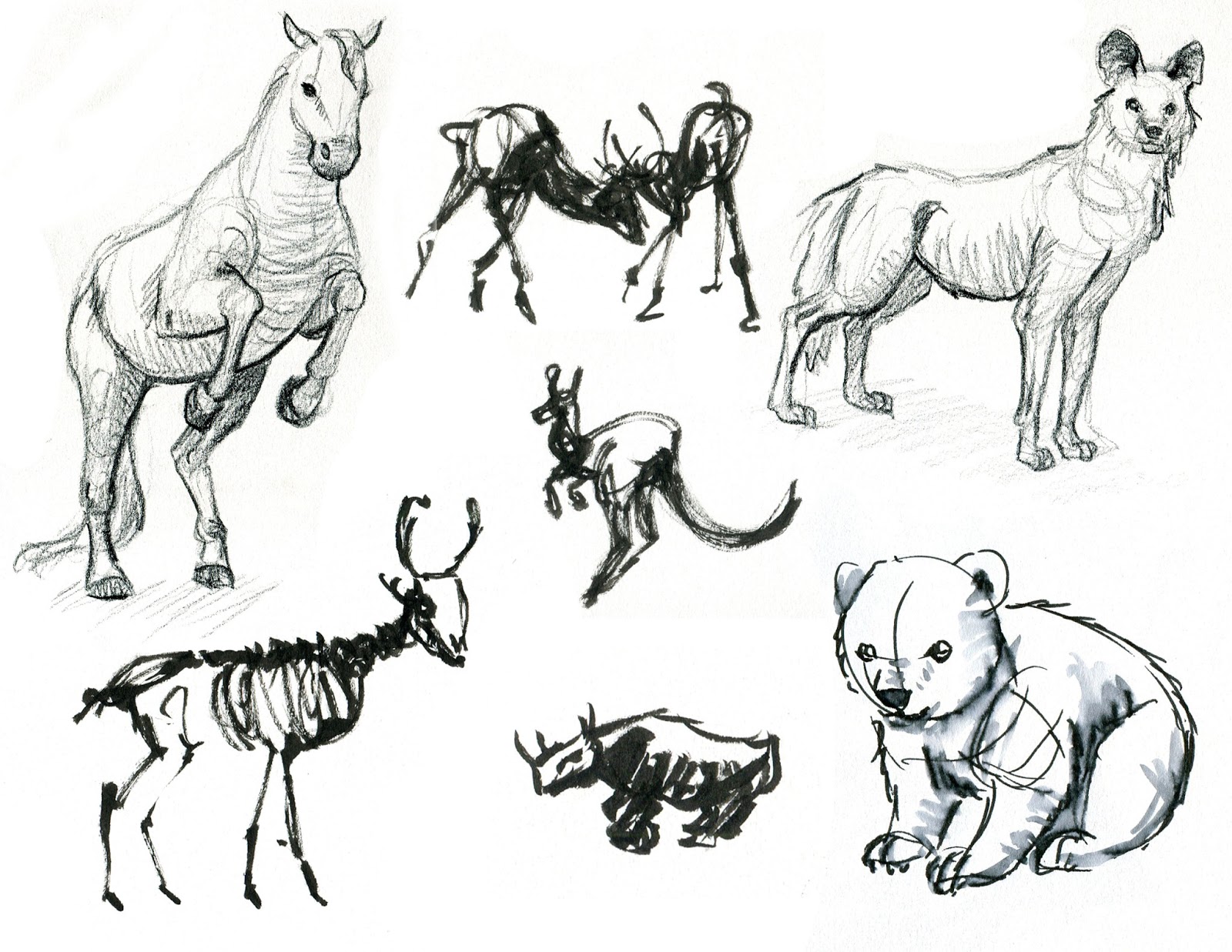 Ariel McKay's work: Animal drawings