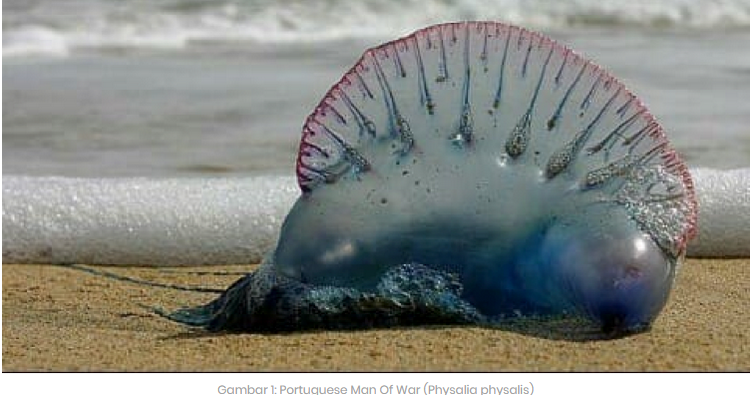 Obor-obor Beracun (Physalia physalis) / Portuguese Man Of War Muncul Di ...