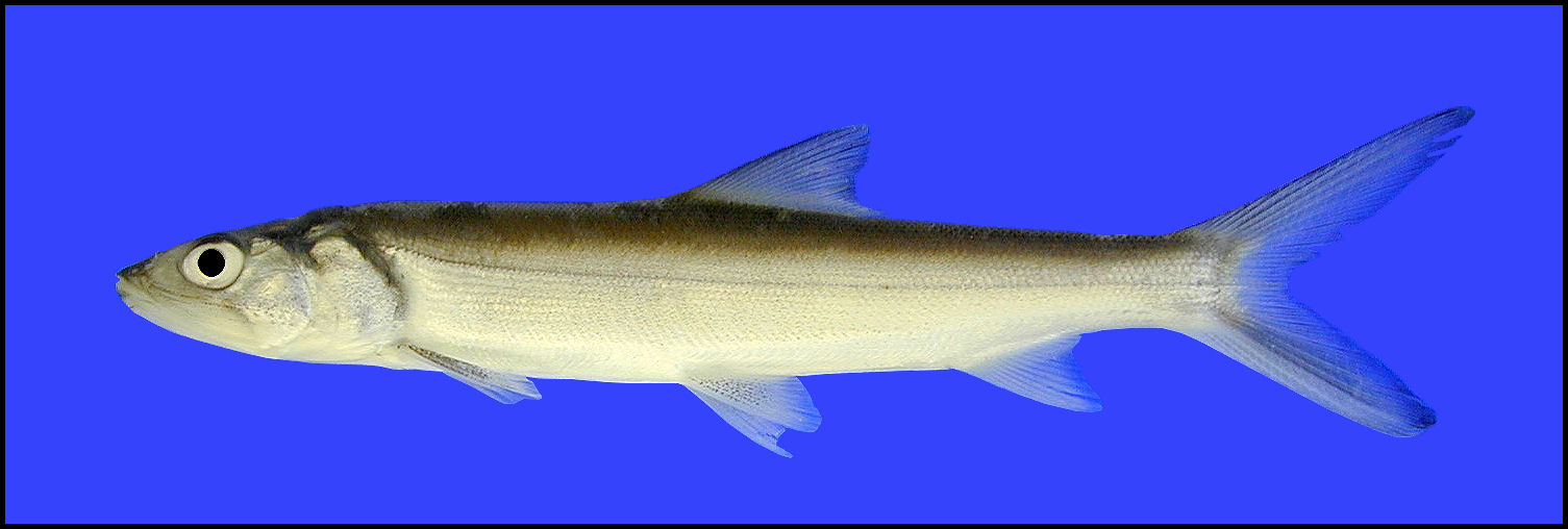 Fish Index: Ladyfish (Elops saurus)