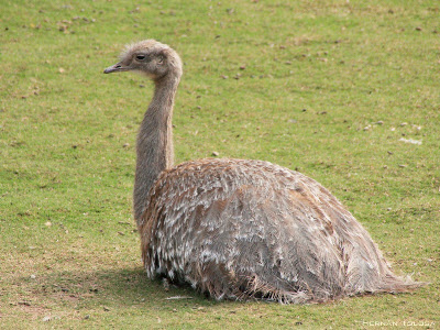 Aves Bonaerenses: Choique (Pterocnemia pennata)