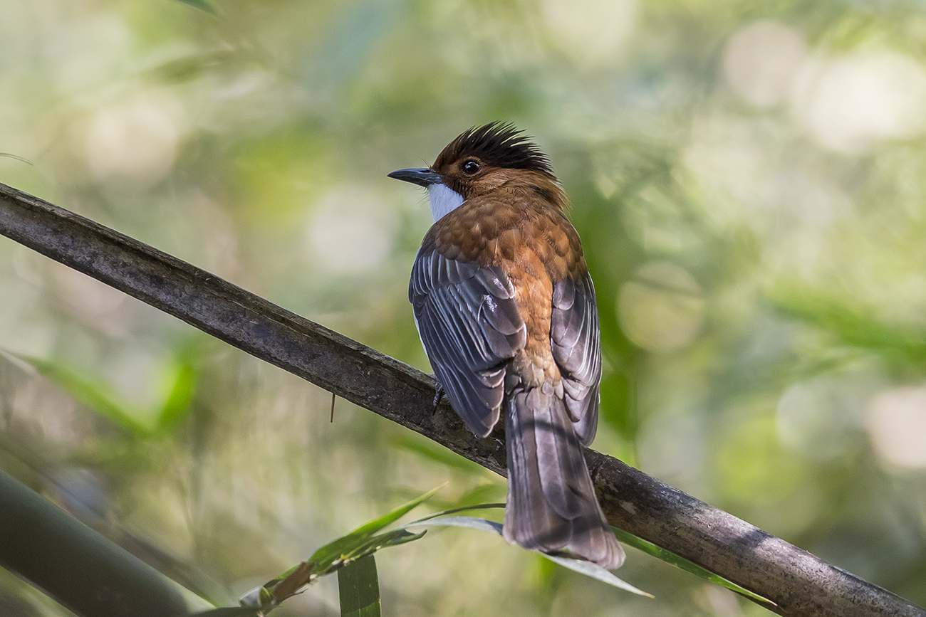As The Crow Flies - a Hong Kong Birding Blog: 2019