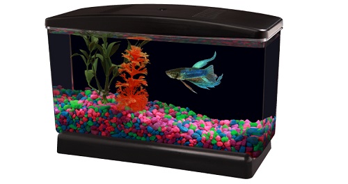 Setup Betta Fish Tank With No Filter