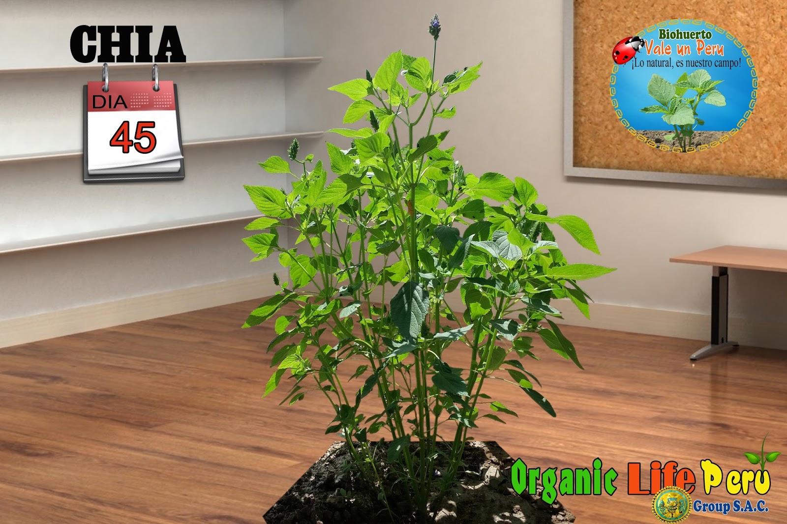 Organic Life Perú: Fases Fenológicas de la Chia - ORGANIC LP