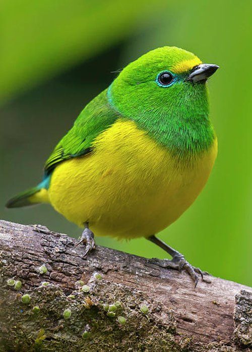 Dharmo Rakshathi Rakshitha:: Sri Vinaya Pathrika – Sri Tulsidas Maharaj ...