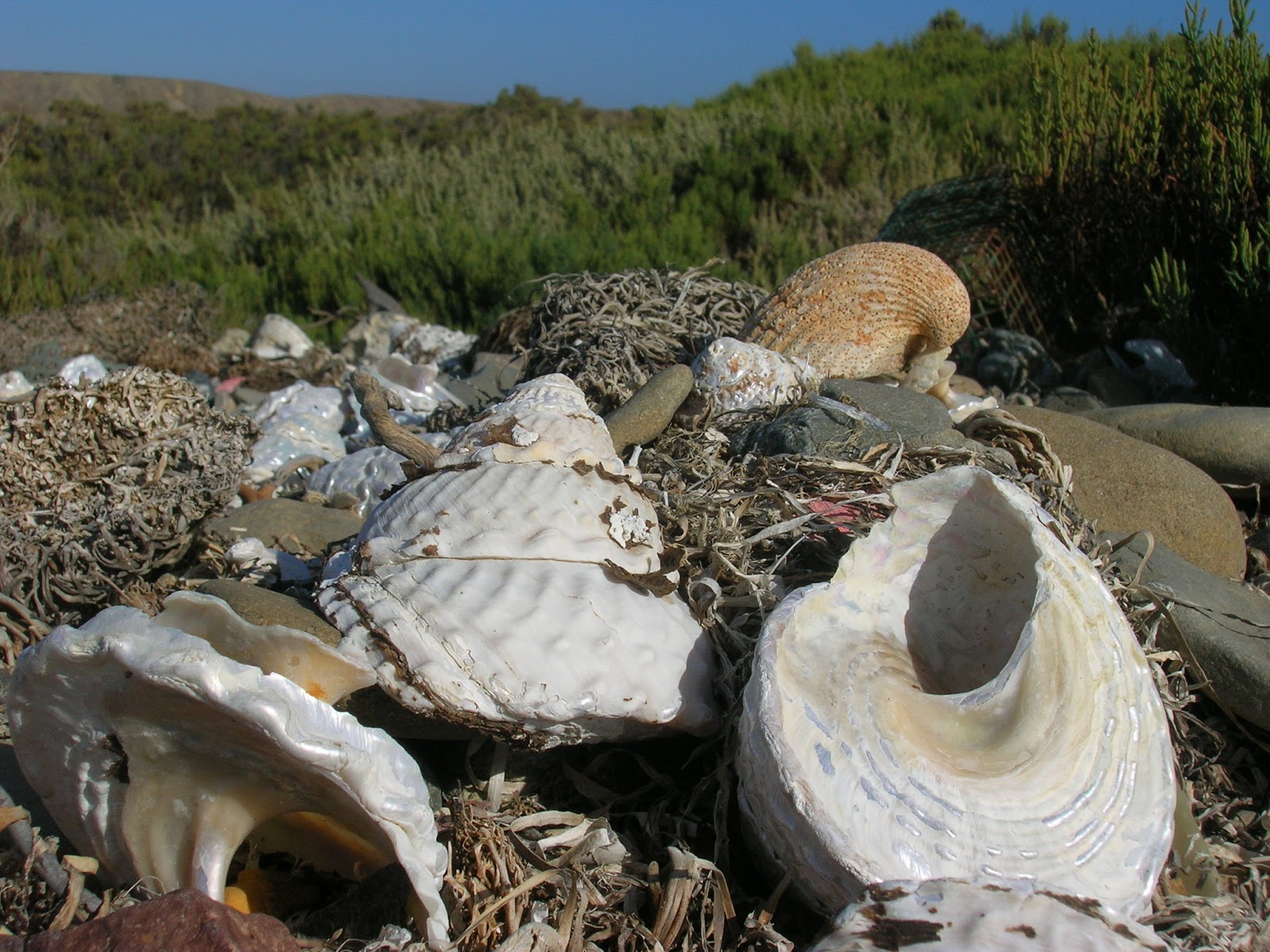 The Voyage of Mariah