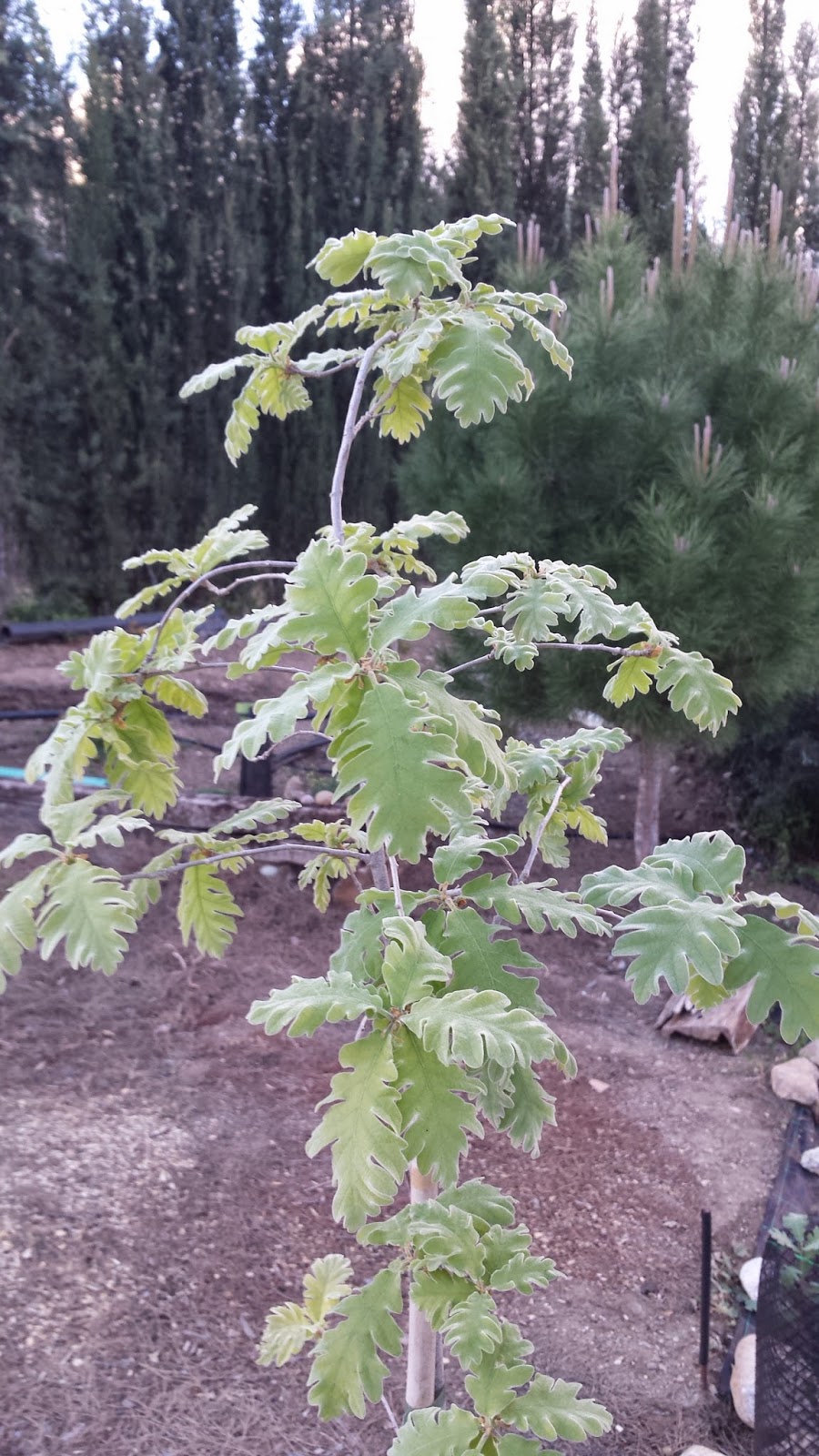 PLANTAR CIENTOS DE ARBOLES: Mis Quercus