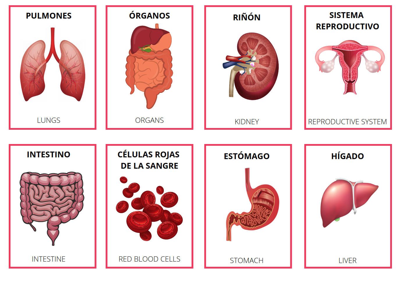 Learn Spanish Fast For Beginners Human Major Organs Spanish Learn Spanish Fast For Beginners Human Major Organs Spanish