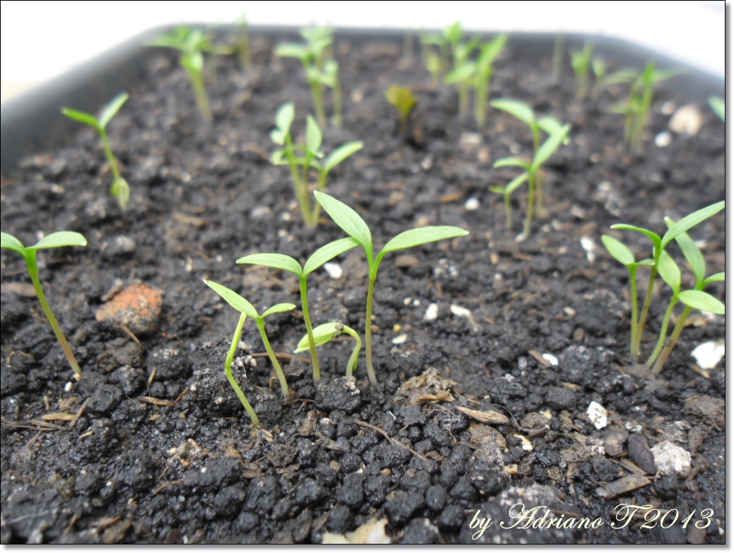 Mundo das Plantas : Salsa Lisa, aprenda a plantar em casa.