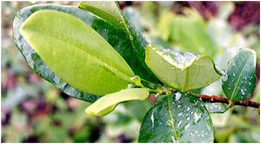 Toda Droga: SAGRADO E PROFANO – A HISTÓRIA DA COCA