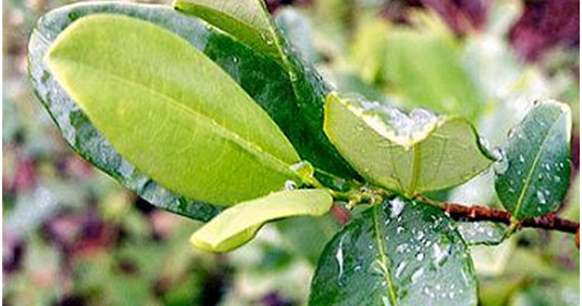 Toda Droga: SAGRADO E PROFANO – A HISTÓRIA DA COCA