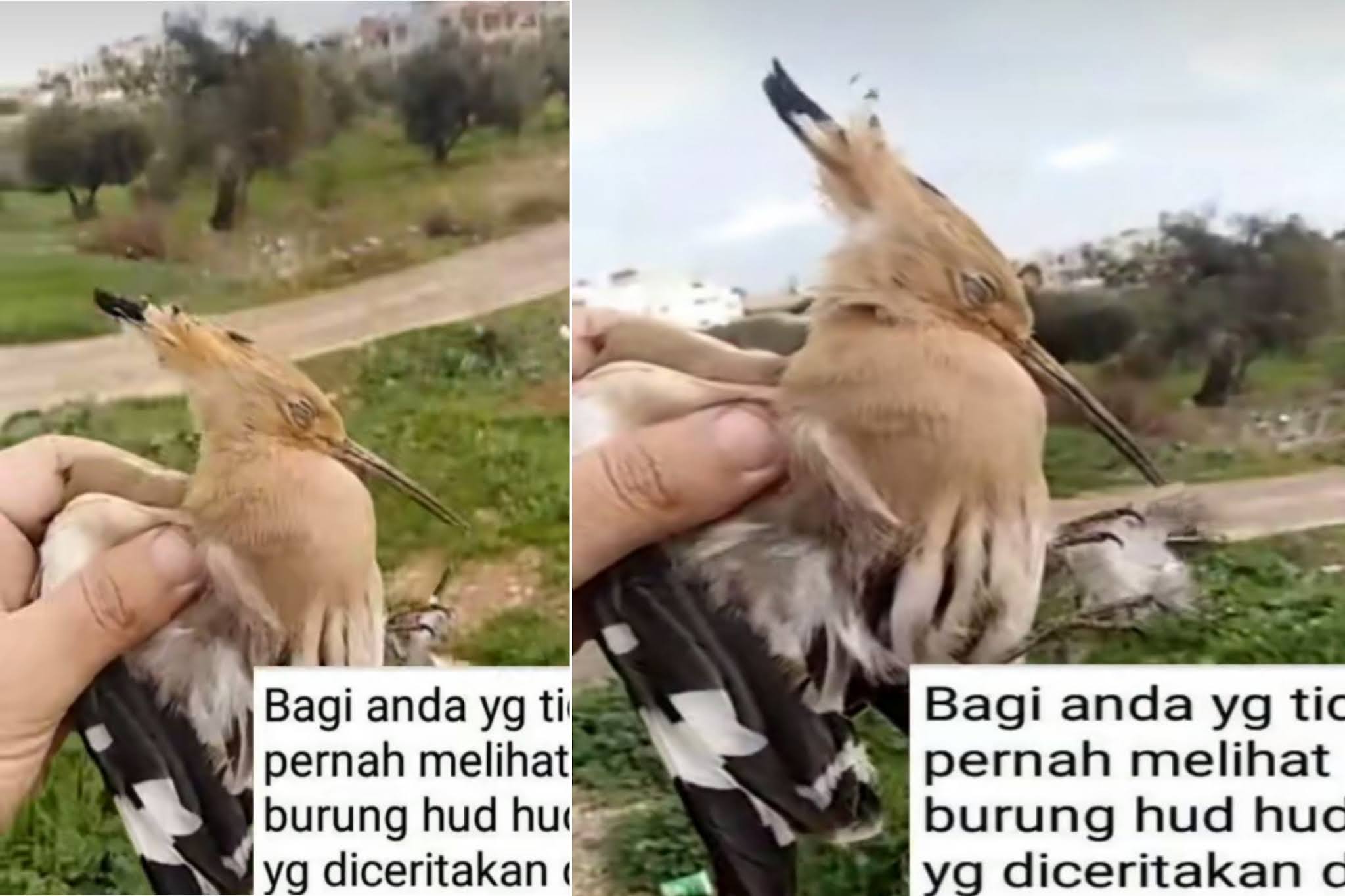 Beginilah Bentuk dan Rupa Burung HUD HUD Yang di Cari Nabi Sulaiman As