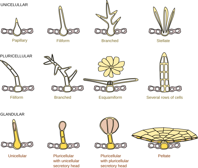 Epidermal Trichomes: